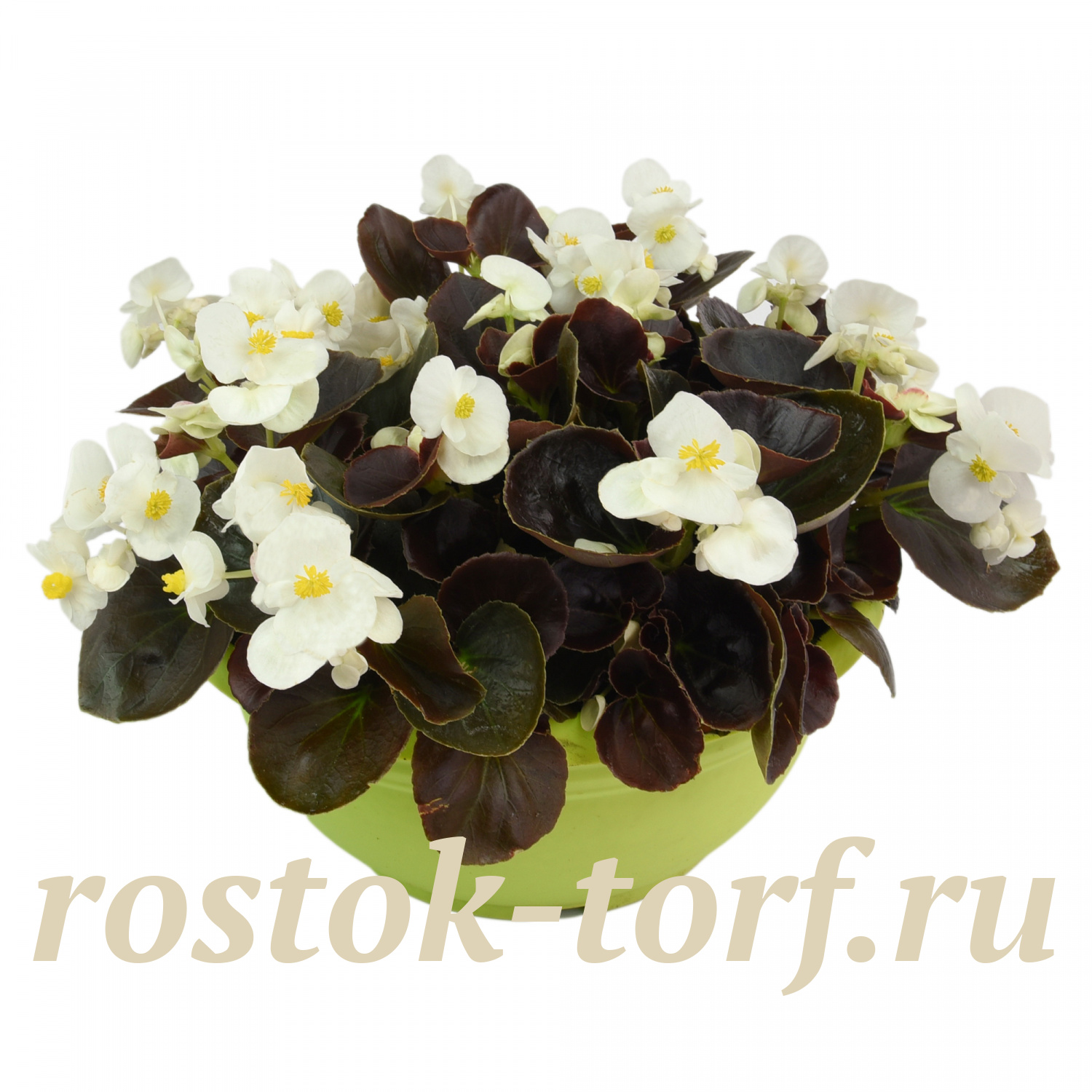 Каталог Бегония вечноцветущая (Begonia semperflorens) Senator iQ White ...
